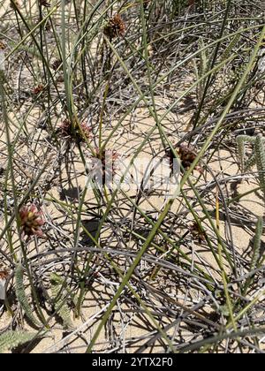 salt rush (Juncus breweri Stock Photo - Alamy