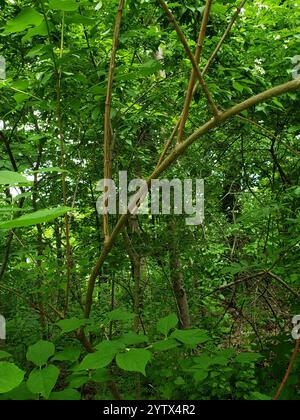 Scentless Mock Orange (Philadelphus inodorus Stock Photo - Alamy