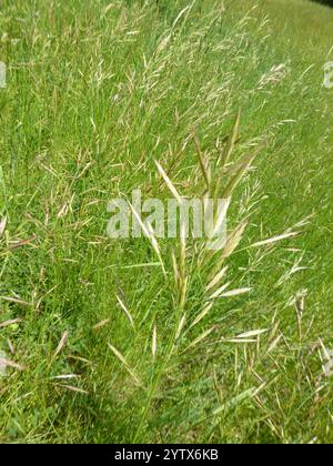 Upright Brome (Bromus erectus Stock Photo - Alamy