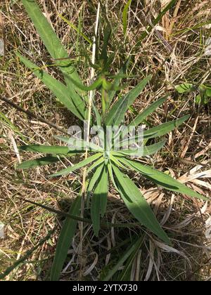 Appalachian blazing star (Liatris squarrulosa Stock Photo - Alamy