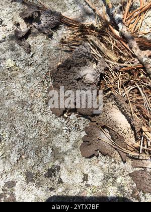 Common Toadskin Lichen - Lasallia papulosa Stock Photo - Alamy