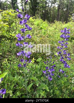 eastern prairie blue wild indigo (Baptisia australis aberrans Stock ...