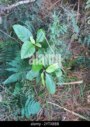 Kanono (Coprosma grandifolia Stock Photo - Alamy