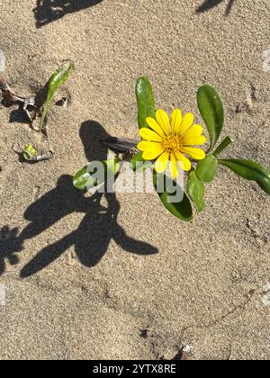 Trailing Treasureflower (Gazania rigens Stock Photo - Alamy