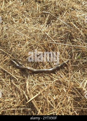 Common Slug-eater (Duberria lutrix Stock Photo - Alamy