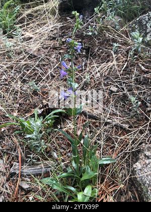 Front Range Beardtongue (Penstemon virens Stock Photo - Alamy