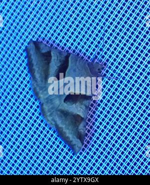 Banded Falsethorn (Mocis mayeri Stock Photo - Alamy