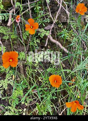 wind poppy (Papaver heterophyllum Stock Photo - Alamy