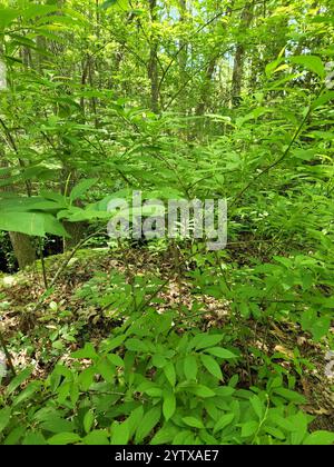 Buffalo-nut (Pyrularia pubera Stock Photo - Alamy