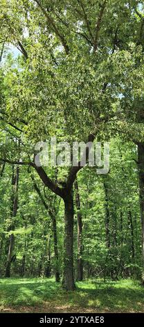cherrybark oak (Quercus pagoda Stock Photo - Alamy