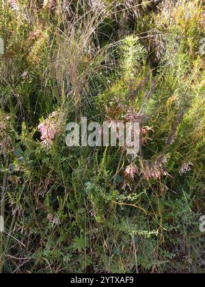 Water Heath (Erica curviflora Stock Photo - Alamy