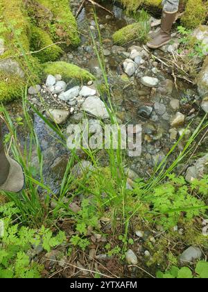 Alaska Oniongrass (Melica subulata Stock Photo - Alamy