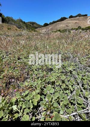 alkali mallow (Malvella leprosa Stock Photo - Alamy