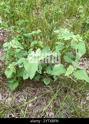 sweet Indian Mallow (Abutilon fruticosum Stock Photo - Alamy