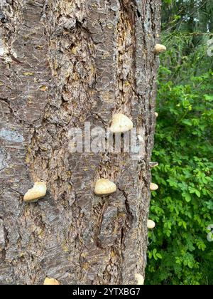 Veiled Polypore (Cryptoporus volvatus Stock Photo - Alamy