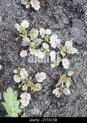 Jerusalem oak (Dysphania botrys Stock Photo - Alamy