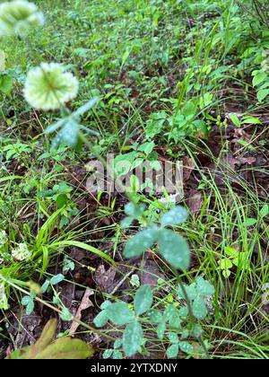 buffalo clover (Trifolium reflexum Stock Photo - Alamy