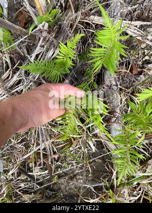 ovate maiden fern (Pelazoneuron ovatum), Plantae, Alabama, US Stock ...