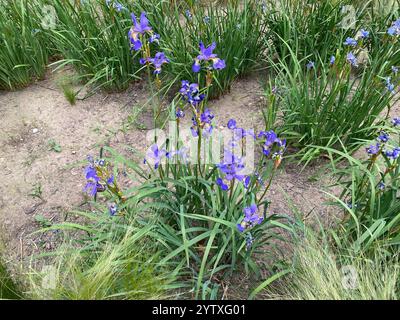 Siberian Irises (Limniris Stock Photo - Alamy
