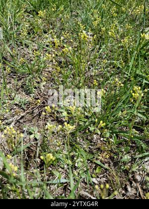 Great Plains Bladderpod (Physaria arenosa Stock Photo - Alamy