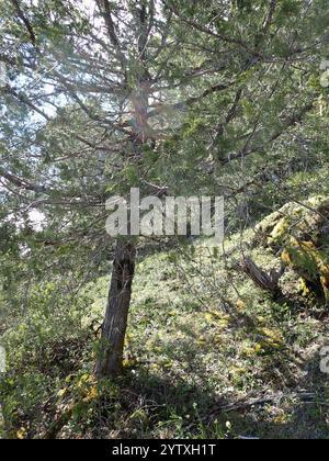 Seaside Juniper (Juniperus maritima Stock Photo - Alamy