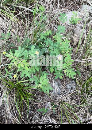 Velvet Bundleflower (Desmanthus velutinus Stock Photo - Alamy