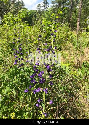 eastern prairie blue wild indigo (Baptisia australis aberrans Stock ...