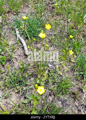 Japanese Buttercup (Ranunculus japonicus Stock Photo - Alamy