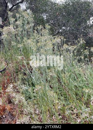 Cutleaf burnweed (Senecio glomeratus Stock Photo - Alamy