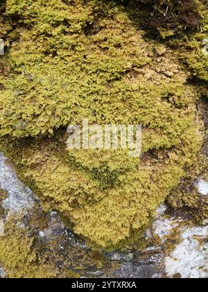 Comb-moss (Ctenidium molluscum Stock Photo - Alamy