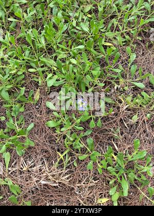 dune fan-flower (Scaevola calendulacea), Plantae, Wilsons Promontory ...
