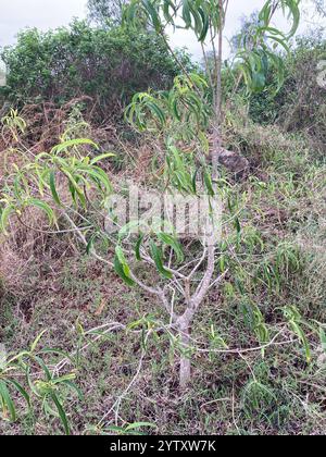 Alstonia constricta Alstonia constricta Stock Photo - Alamy