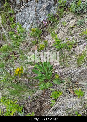 Tall western groundsel (Senecio integerrimus Stock Photo - Alamy