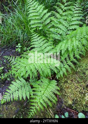 western lady fern (Athyrium filix-femina cyclosorum Stock Photo - Alamy