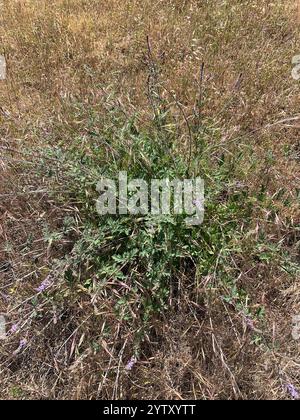 western vervain (Verbena lasiostachys Stock Photo - Alamy