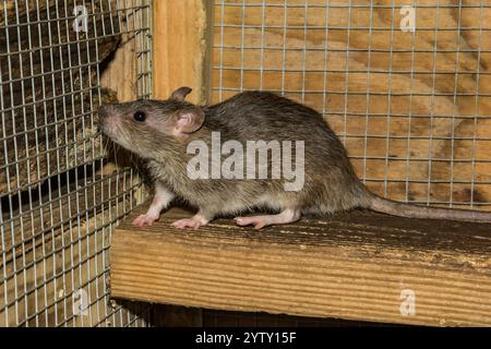 Brown Common Sewer Hanover Norway Norwegian Wharf Rat (Rattus ...
