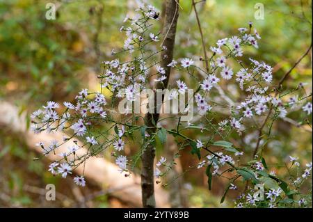 Short's aster (Symphyotrichum shortii Stock Photo - Alamy