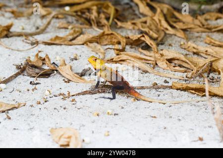 Lizard in Maldives Stock Photo - Alamy