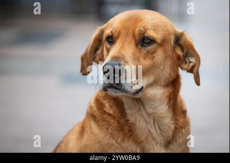 Portrait of the stray dog from the downtown Stock Photo - Alamy