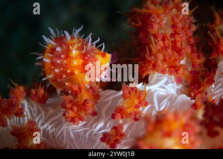 Cowrie. Photo was taken in the island Romblon, Philippines Stock Photo ...