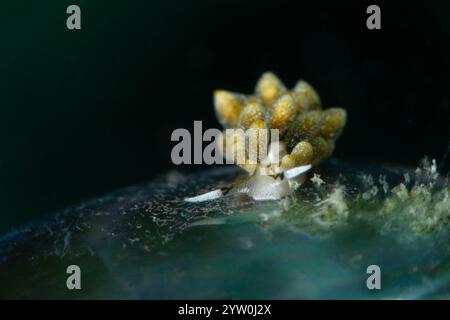 Ercolania sp. - small sacoglossan sea slug, shell-less marine ...