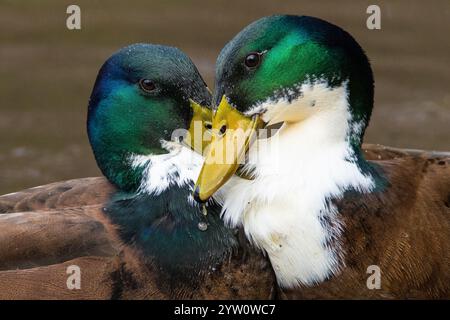Two male ducks (possibly Mallards) rubbing beaks as friends or foes ...