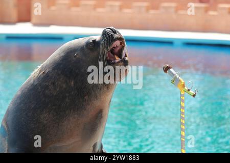 Singing Sea Lion in the Spotlight. Delphinrium. Animal show in a ...
