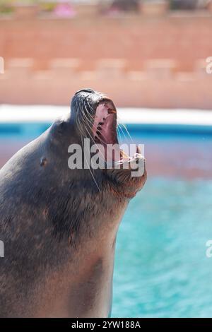Singing Sea Lion in the Spotlight. Delphinrium. Animal show in a ...