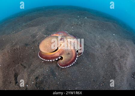 A Coconut octopus, Amphioctopus marginatus, crawls across the seafloor ...