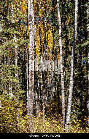 Many white birch trees and brown pine trees in a black swampy peat bog ...