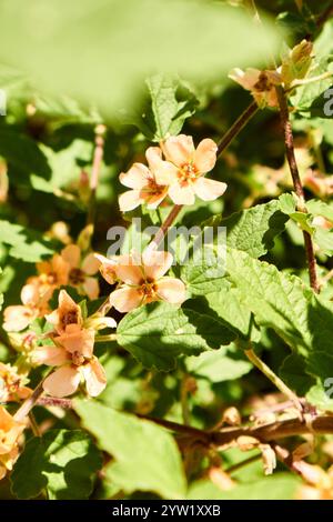 Pale yellow flowers of the Sphaeralcea bonariensis mallow plant Stock ...