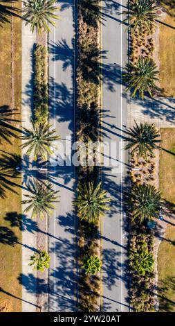 Aerial View of Palm Lined Street and Hollywood Hills in Los Angeles ...