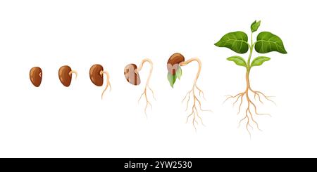 grow,root,cycle,development,seed,plant,bean,germinate,process,seedling ...