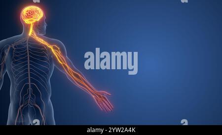 Somatic Nerves in Hand Regulating Motor Responses Stock Photo - Alamy